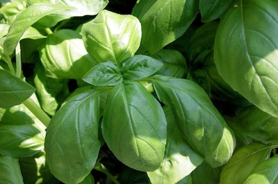 Basil - Health Benefits - Healthy, Happy, Beautiful!